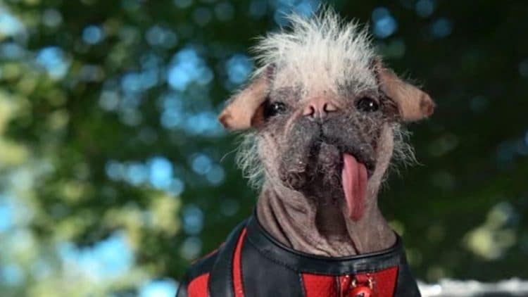 Ryan Reynolds revela primeira foto de Dogpool em Deadpool 3